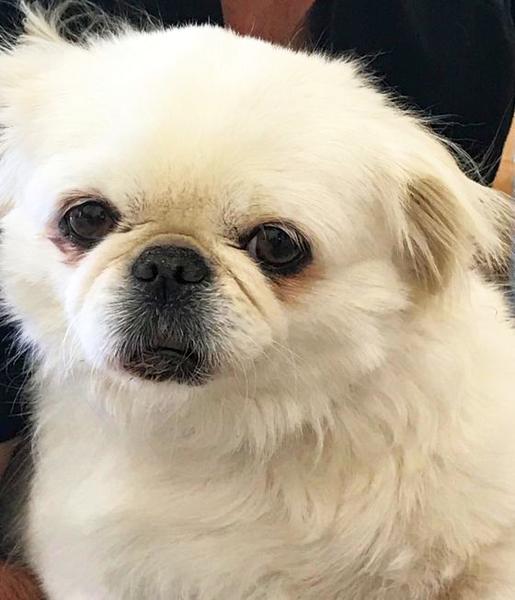 Pekingese Rescue Network