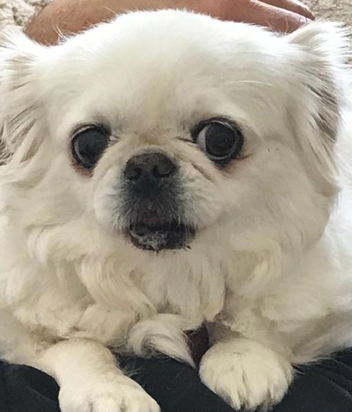 Pekingese Rescue Network