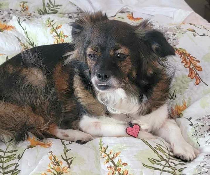 Pekingese Rescue Network